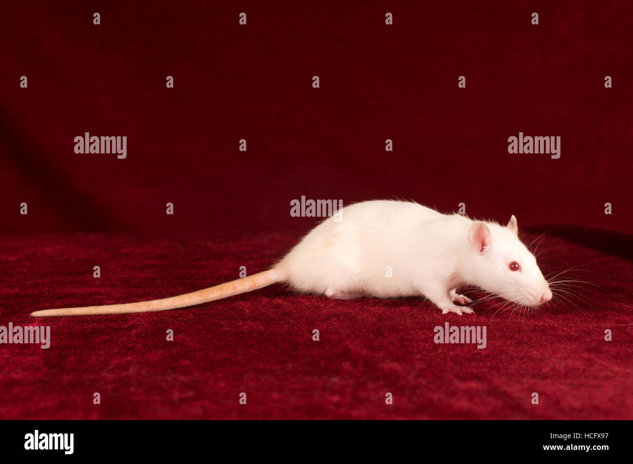 Side profile portrait of white rat on red velvet background Stock Photo ...