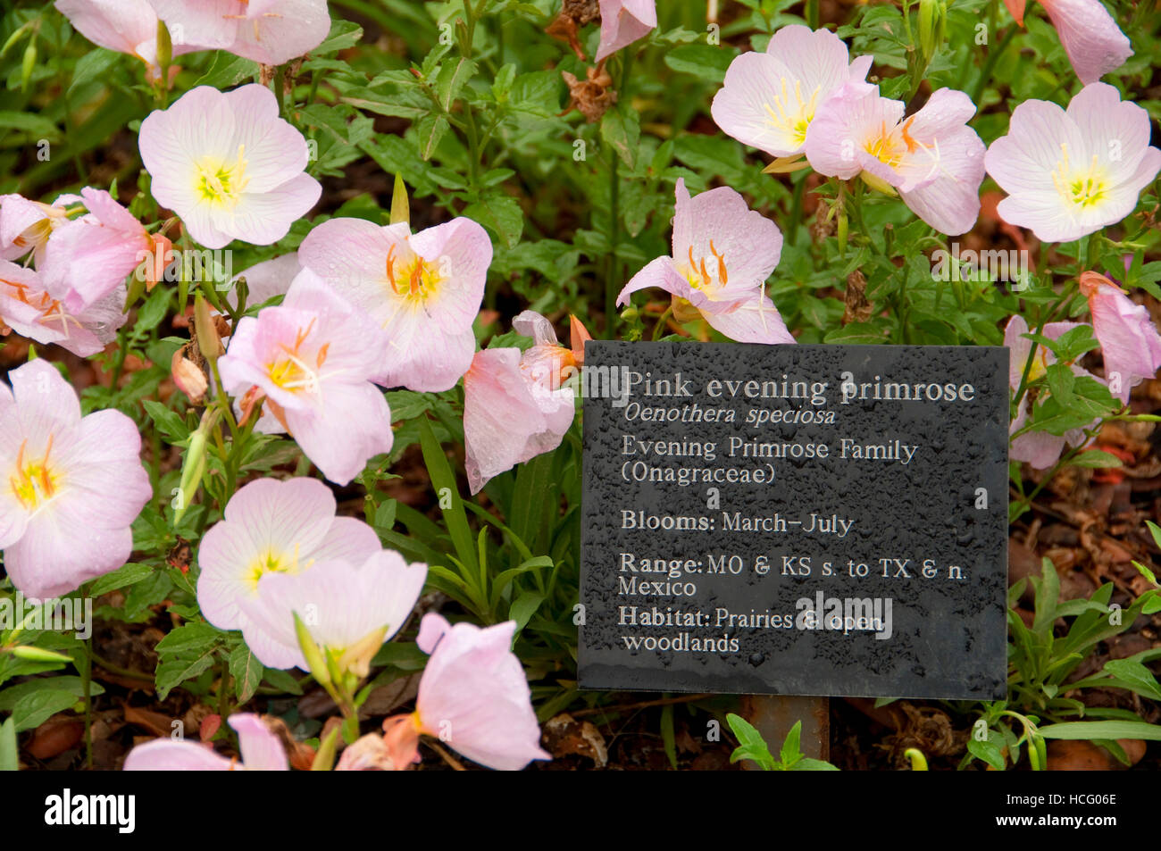 Pink evening primrose (Oenothera speciosa) with identification sign ...