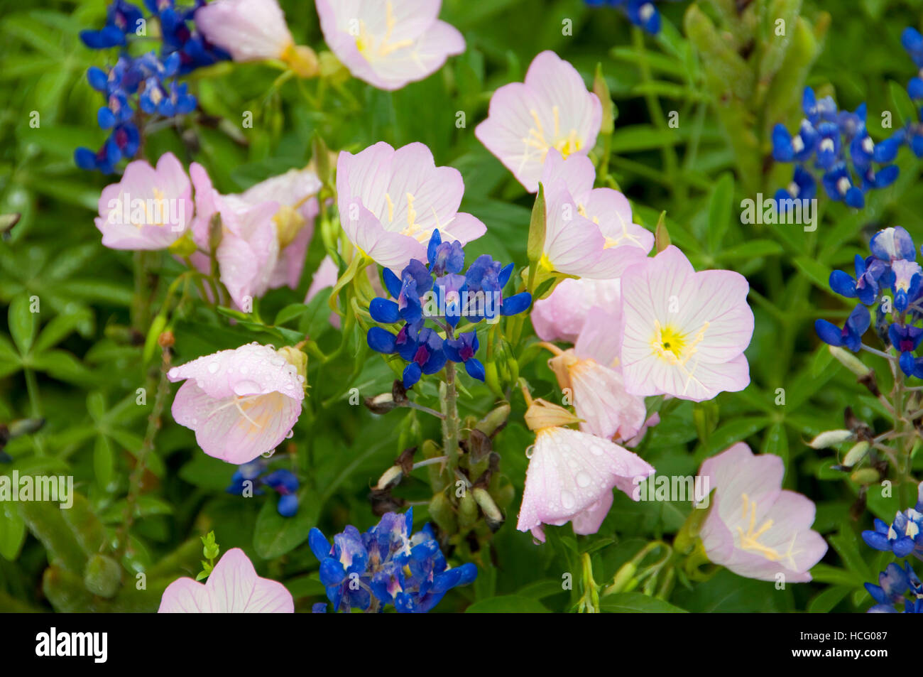 Pink evening primrose (Oenothera speciosa) and Texas bluebonnet ...