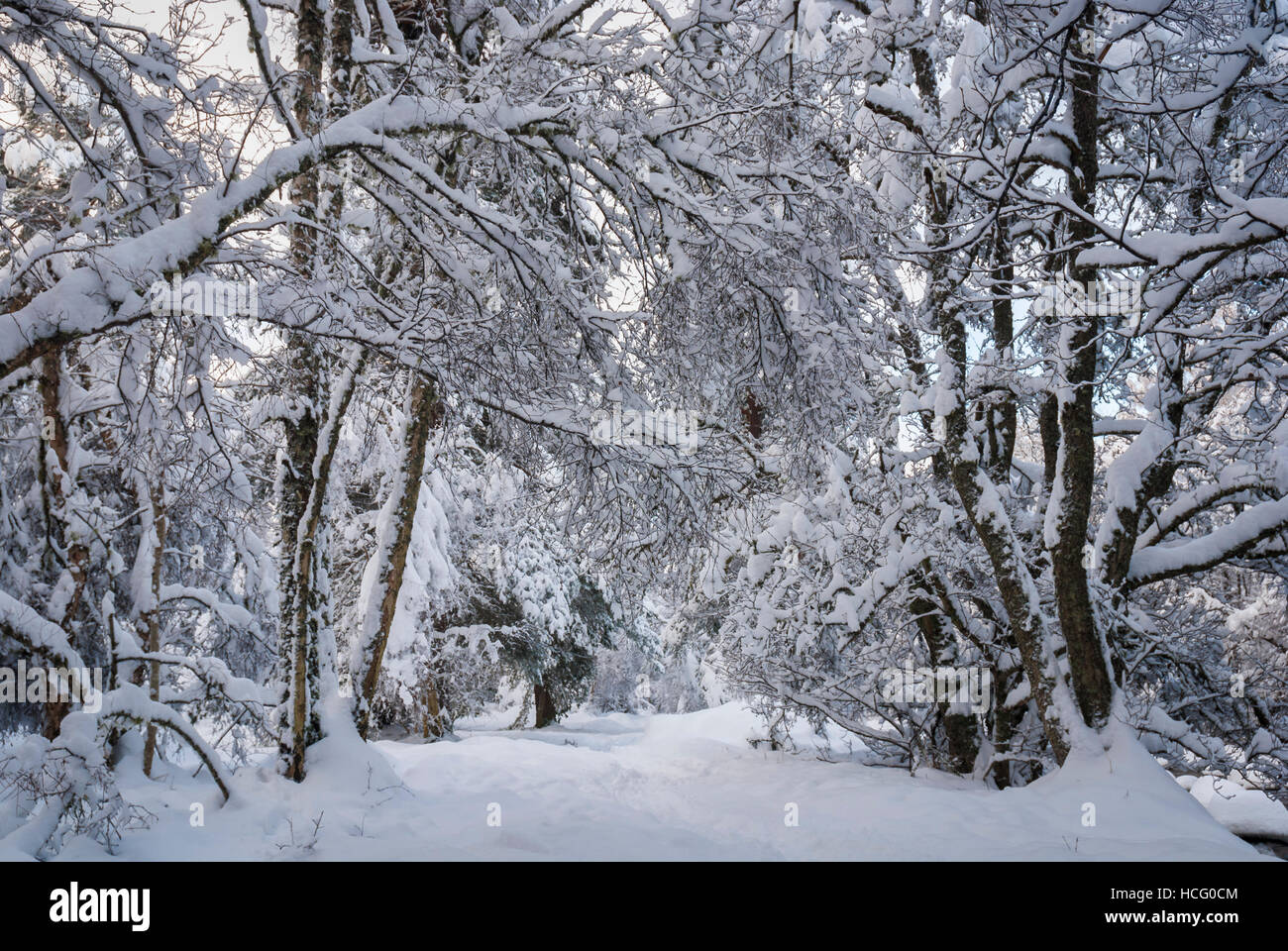 A landscape image of deep snow on the riverside footpath, Nethybridge ...