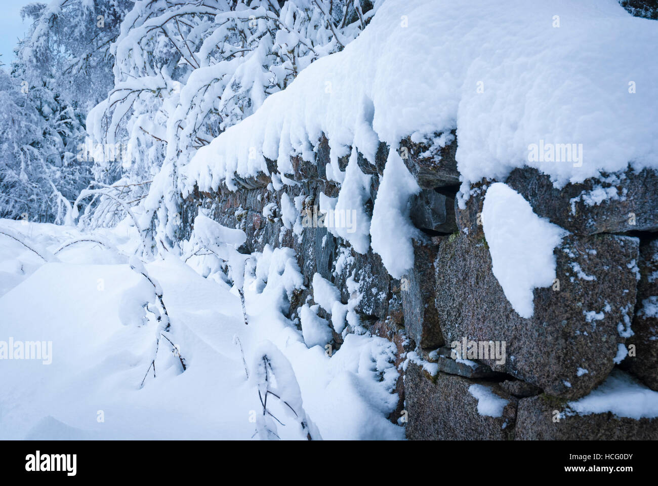 A winter landscape image of a dry stone boundary wall covered in deep ...
