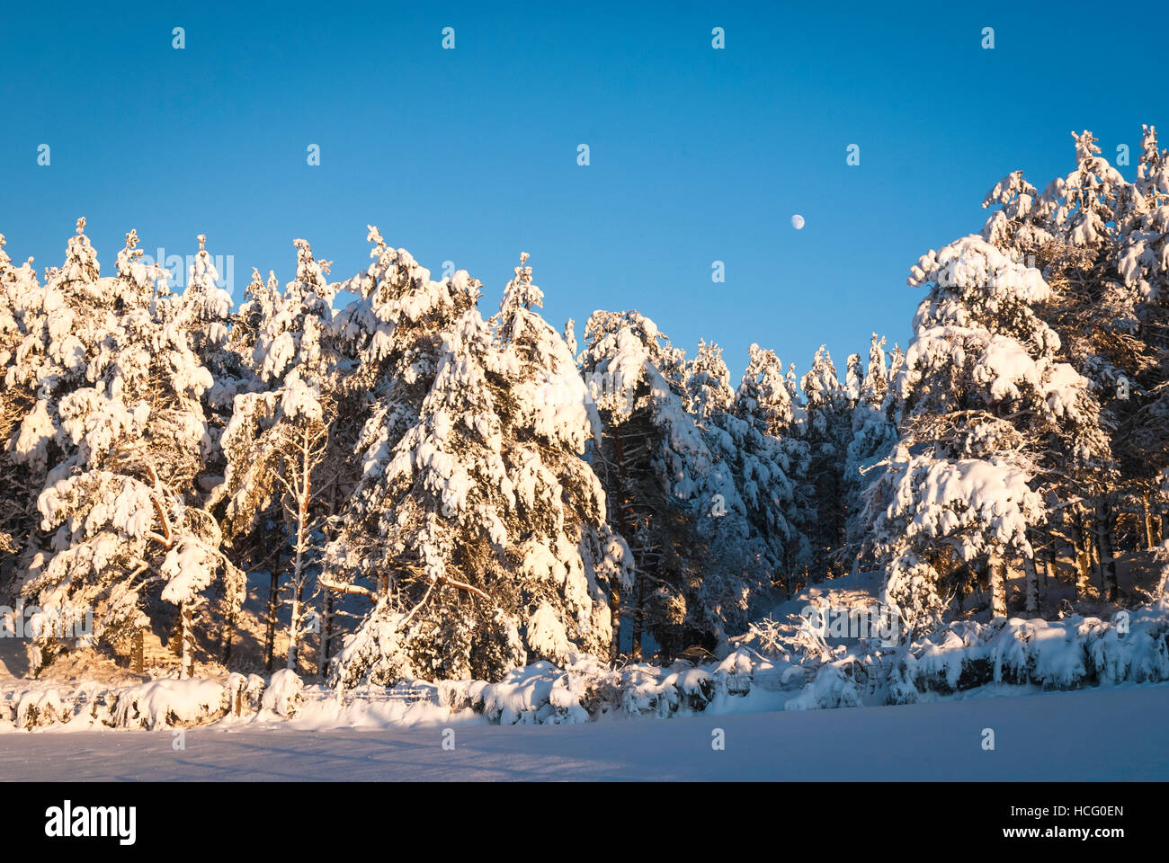 A landscape image of snow covered fir trees with the moon in the ...