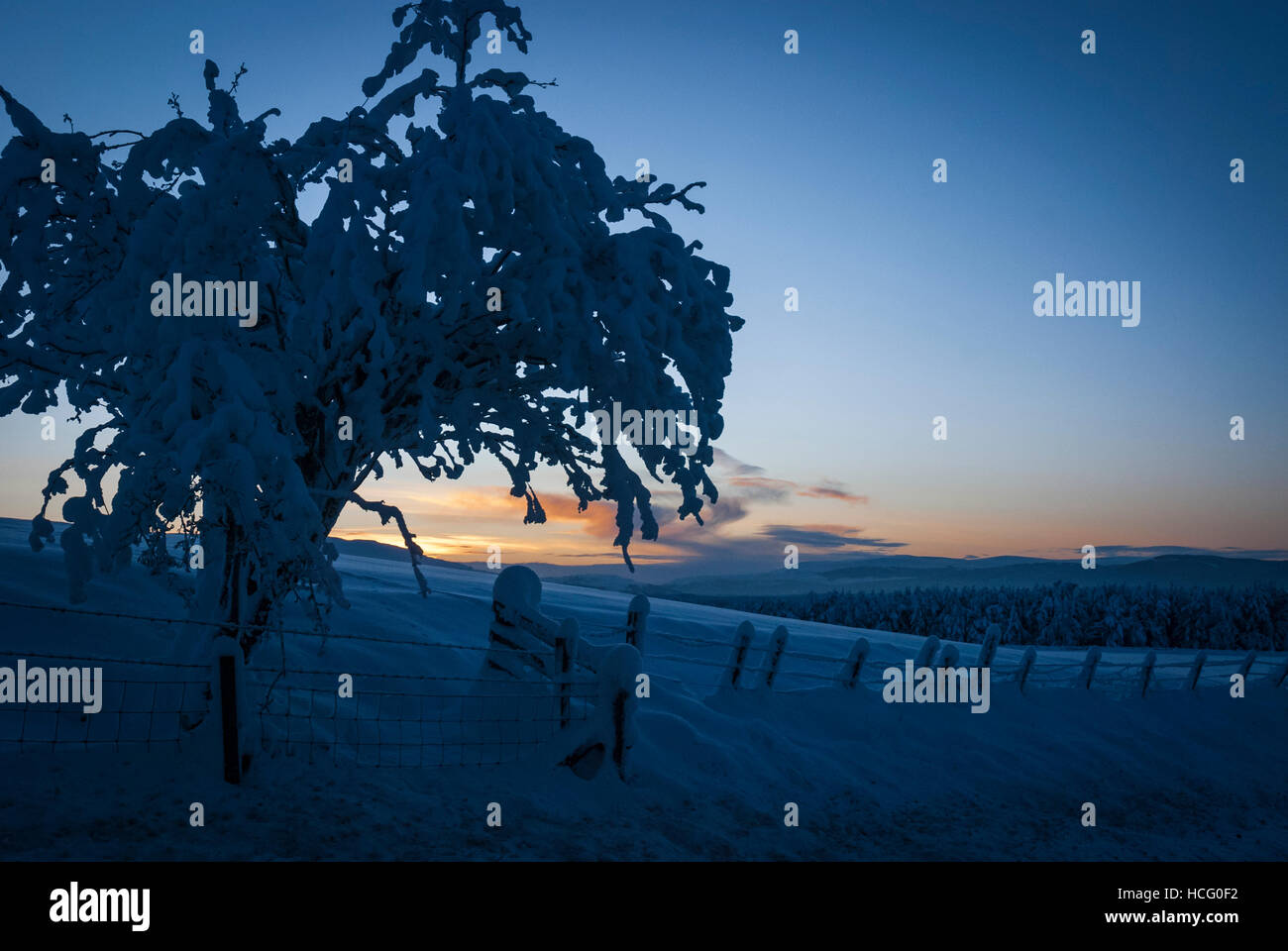 An winter evening landscape image of a lone hawthorn tree with the ...