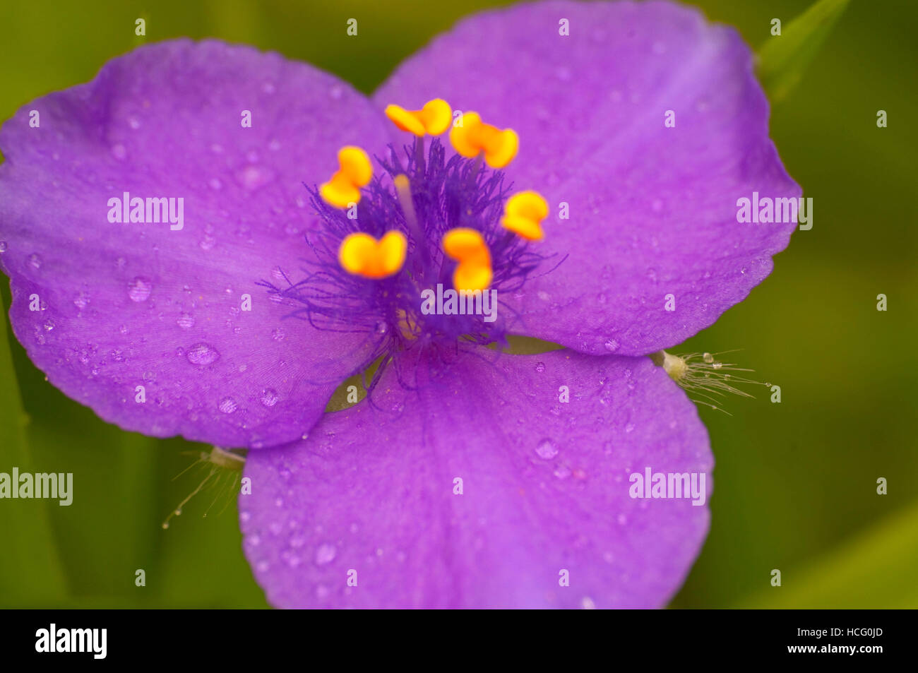 Spiderwort, Ladybird Johnson Wildflower Center, Austin, Texas Stock ...