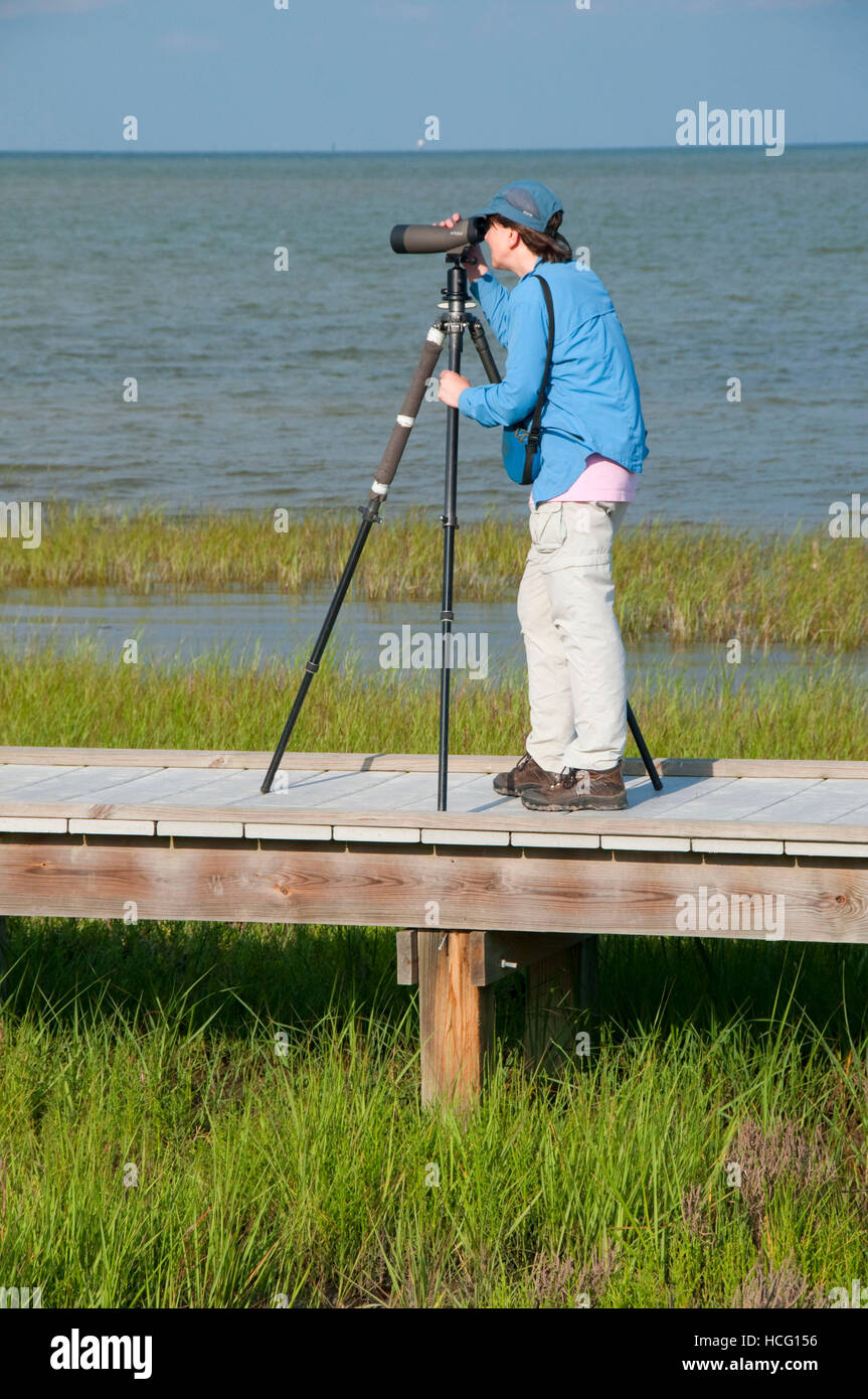 Boardwalk birding, Aransas National Wildlife Refuge, Texas Stock Photo ...