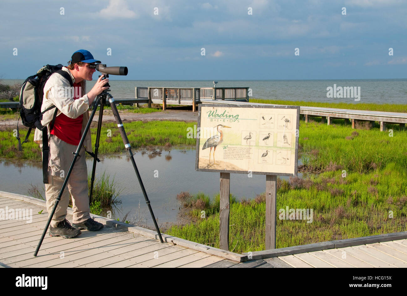Boardwalk birding, Aransas National Wildlife Refuge, Texas Stock Photo ...