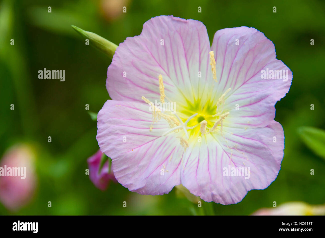 Primrose, Palmetto State Park, Texas Stock Photo - Alamy