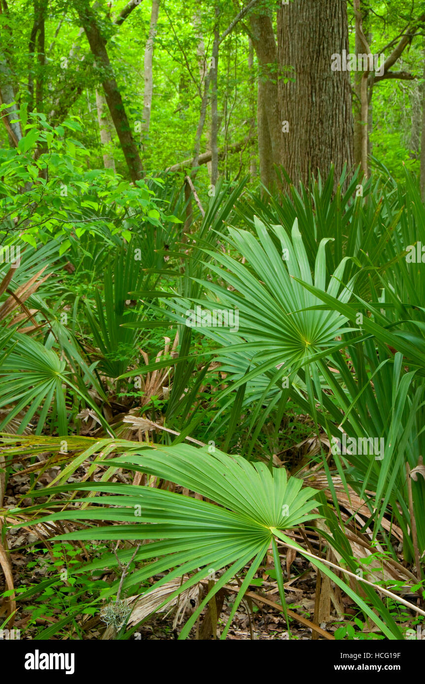 Palmetto along Palmetto Trail, Palmetto State Park, Texas Stock Photo ...