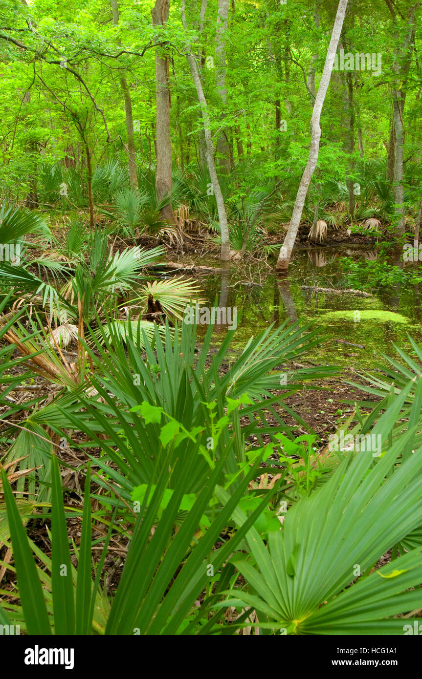 Palmetto along Palmetto Trail, Palmetto State Park, Texas Stock Photo ...