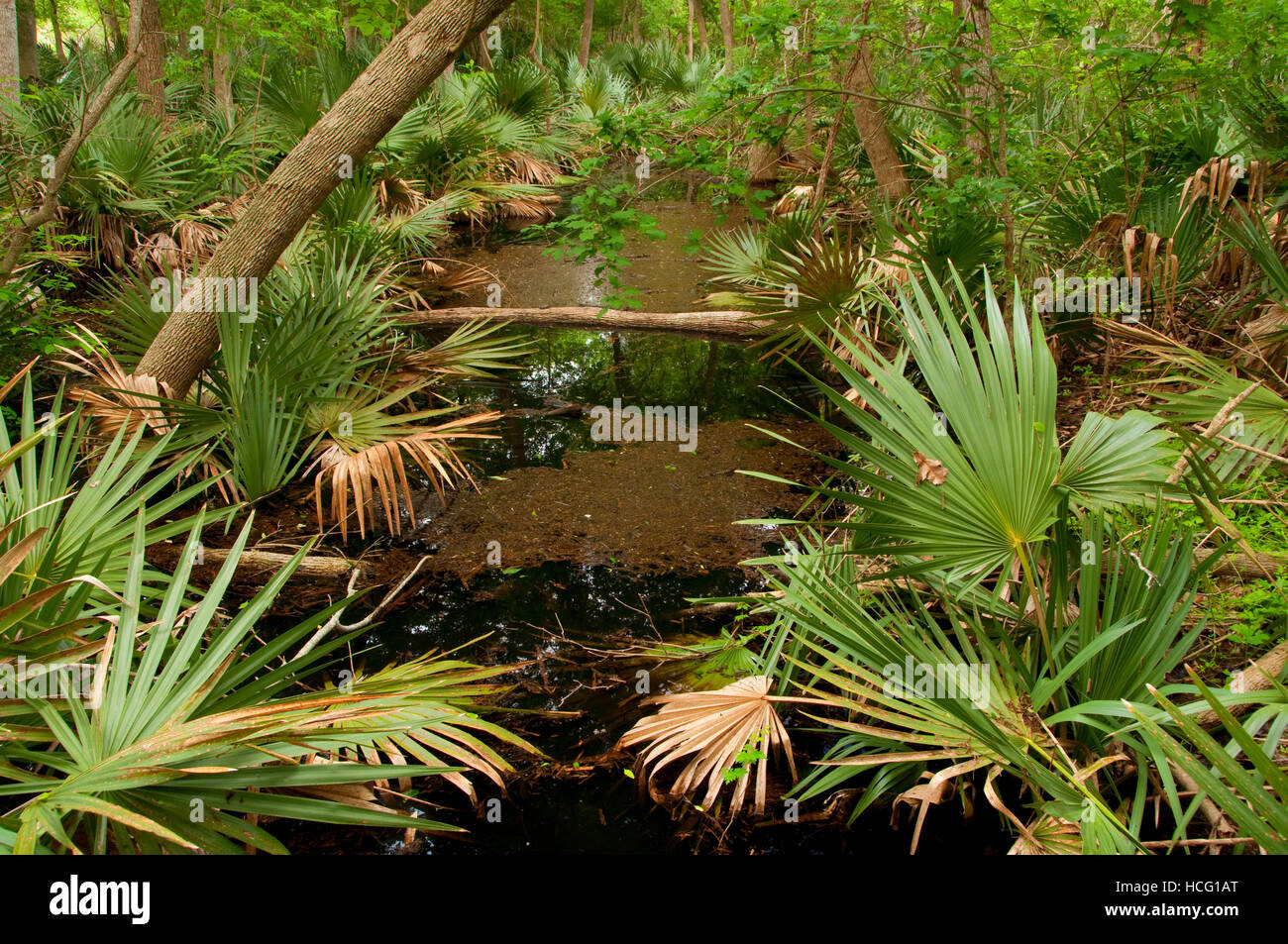 Palmetto along Palmetto Trail, Palmetto State Park, Texas Stock Photo ...