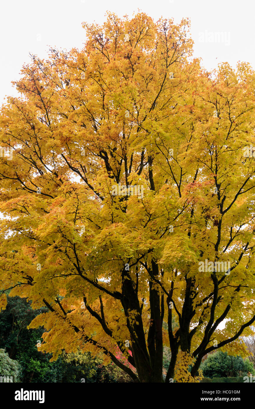 Yellow gold autumn foliage of the Japanese maple, Acer palmatum 'Sango ...