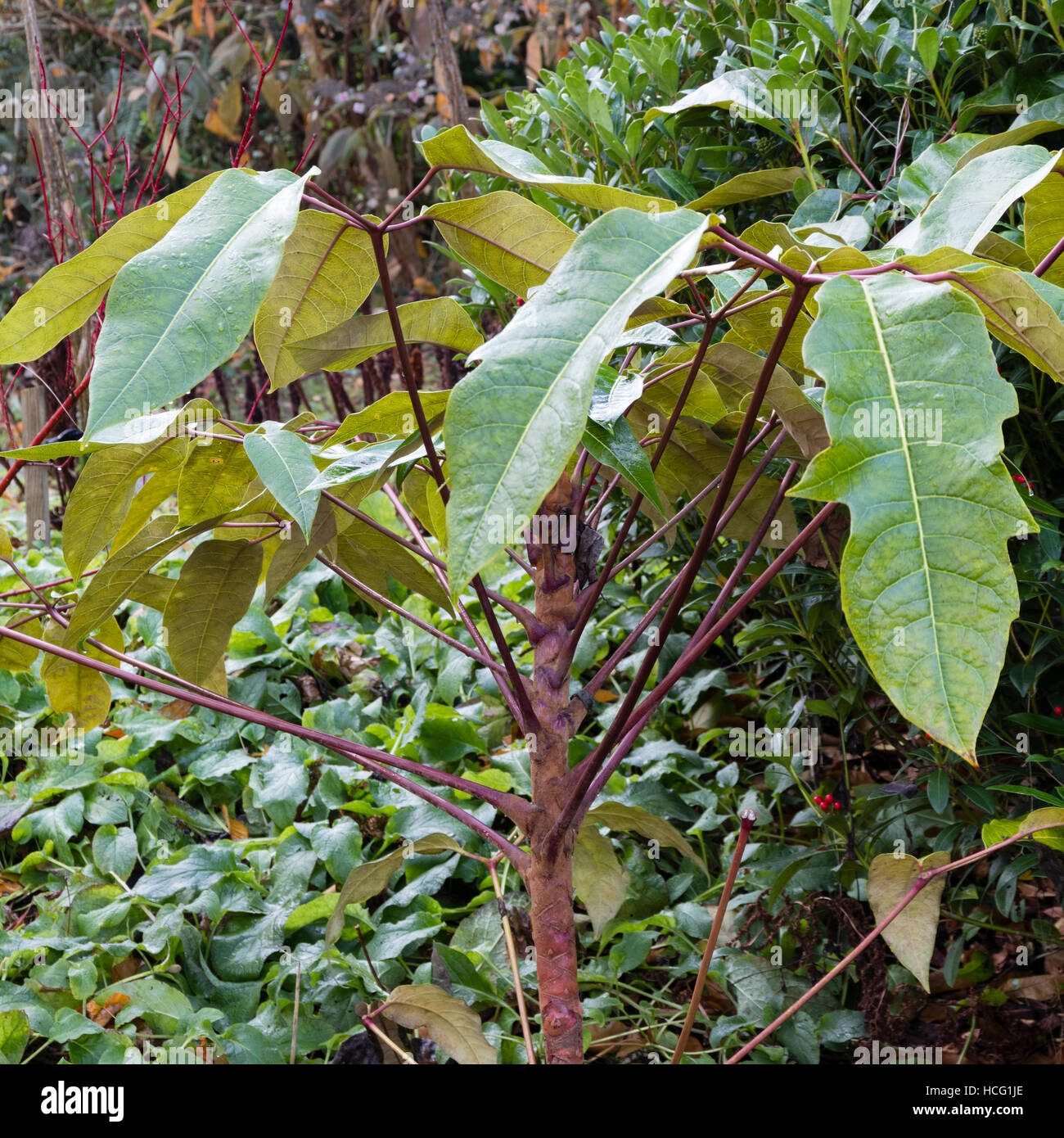 Ornamental evergreen leaves of the half-hardy evergreen tree ...