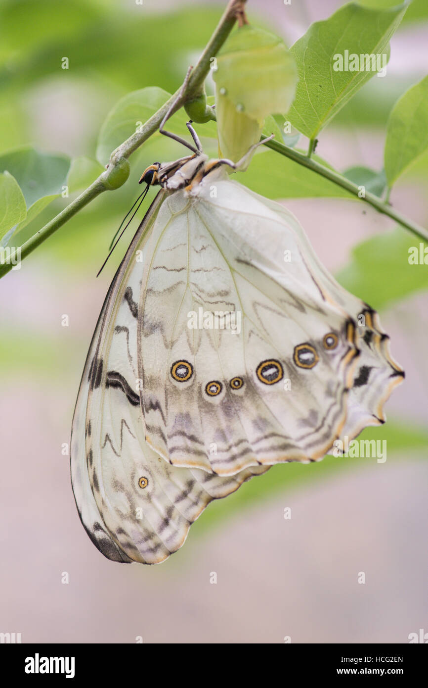 The White Morpho, Morpho polyphemus from Central and South America ...