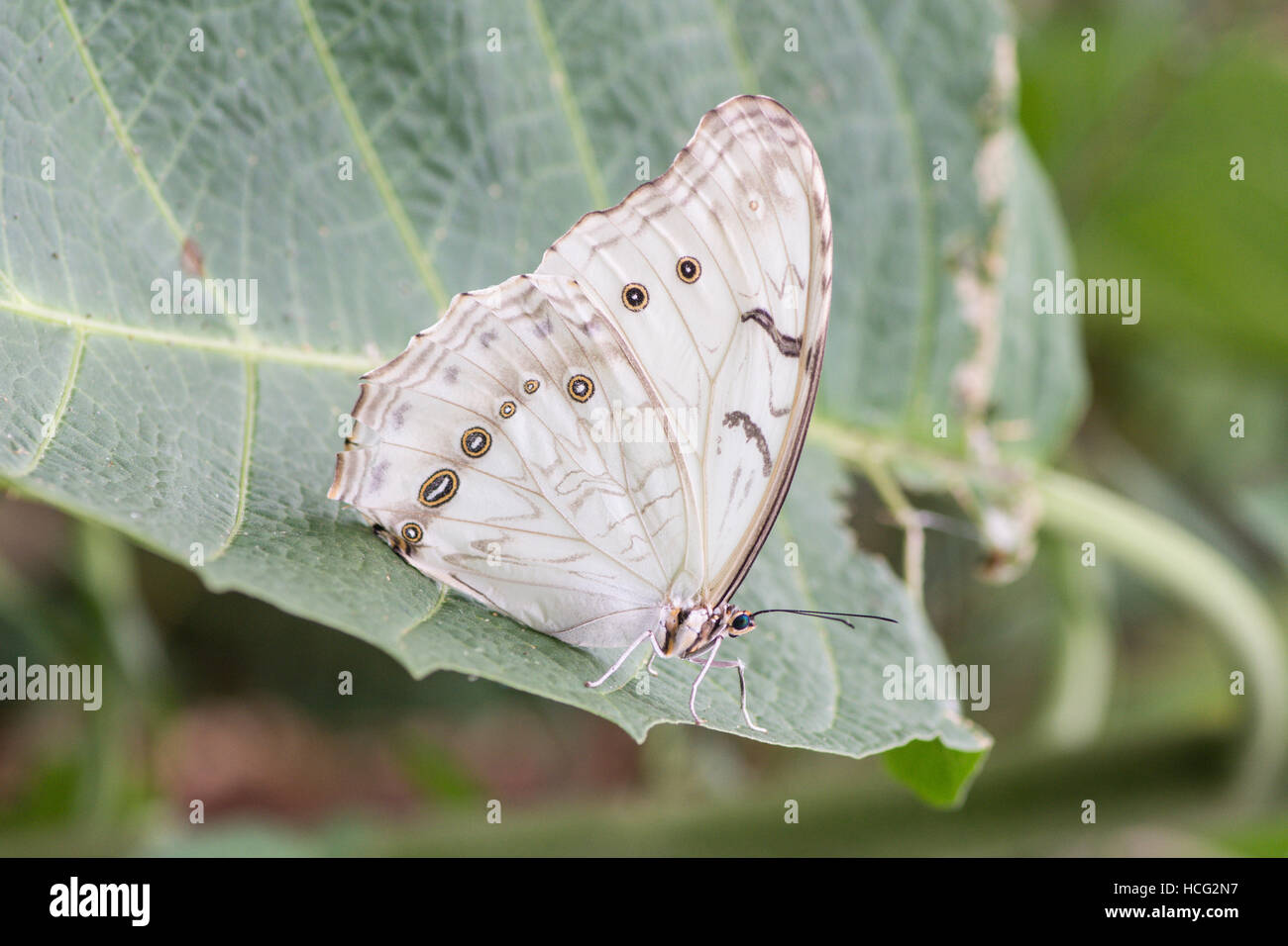 The White Morpho, Morpho polyphemus from Central and South America ...
