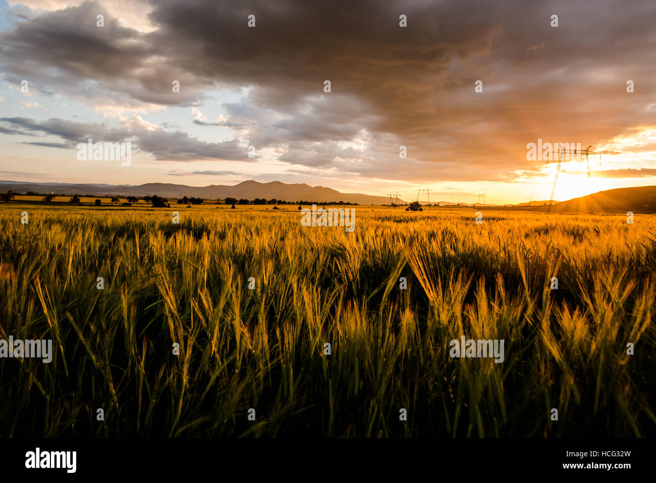 Wheat field at sunset Stock Photo - Alamy