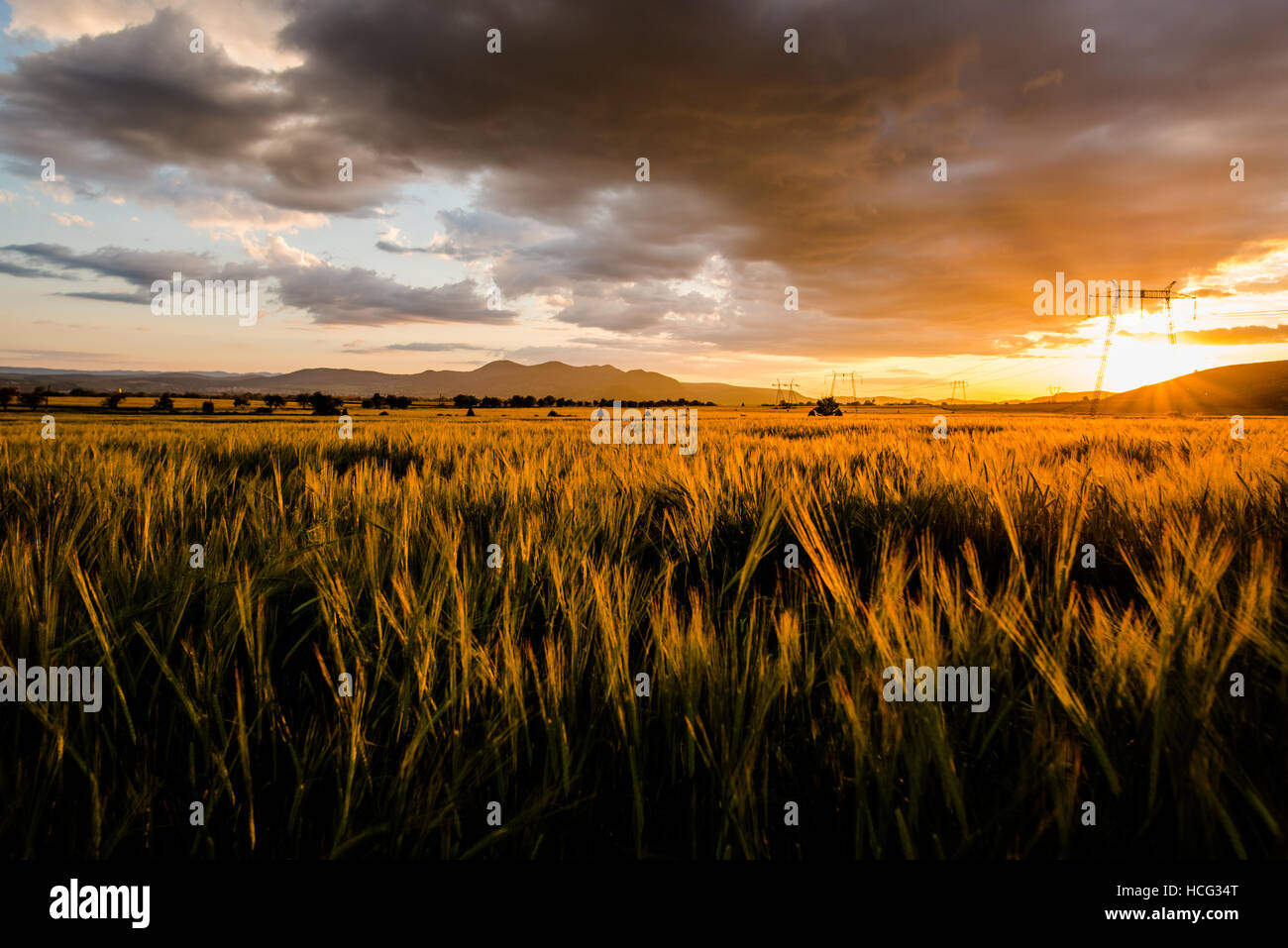 Beautiful wheat field at sunset Stock Photo - Alamy