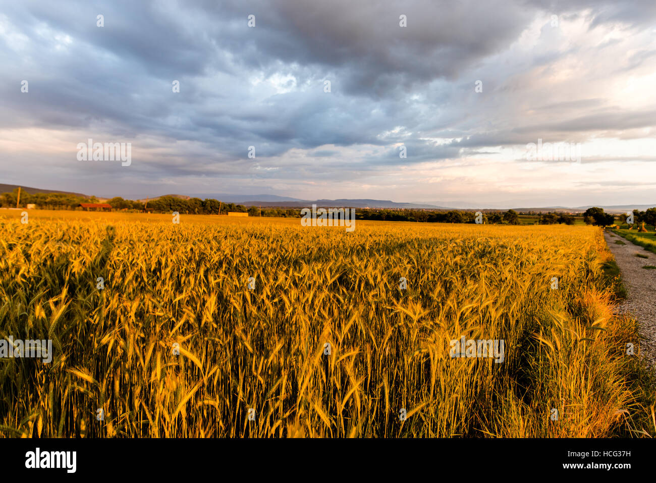 Wheat field at sunset Stock Photo - Alamy