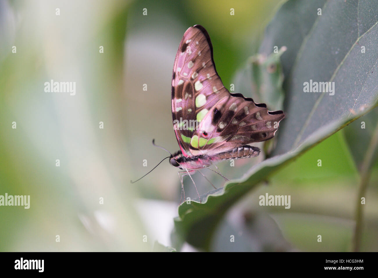 Graphium hi-res stock photography and images - Alamy