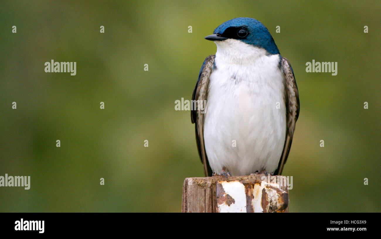 THE MESSENGER, Tree Swallow, 2015. © Kino Lorber /Courtesy Everett ...