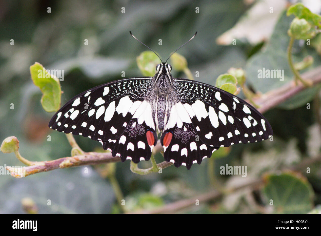 Papilio demodocus, Citrus Swallowtail or Christmas Butterfly, Sub ...