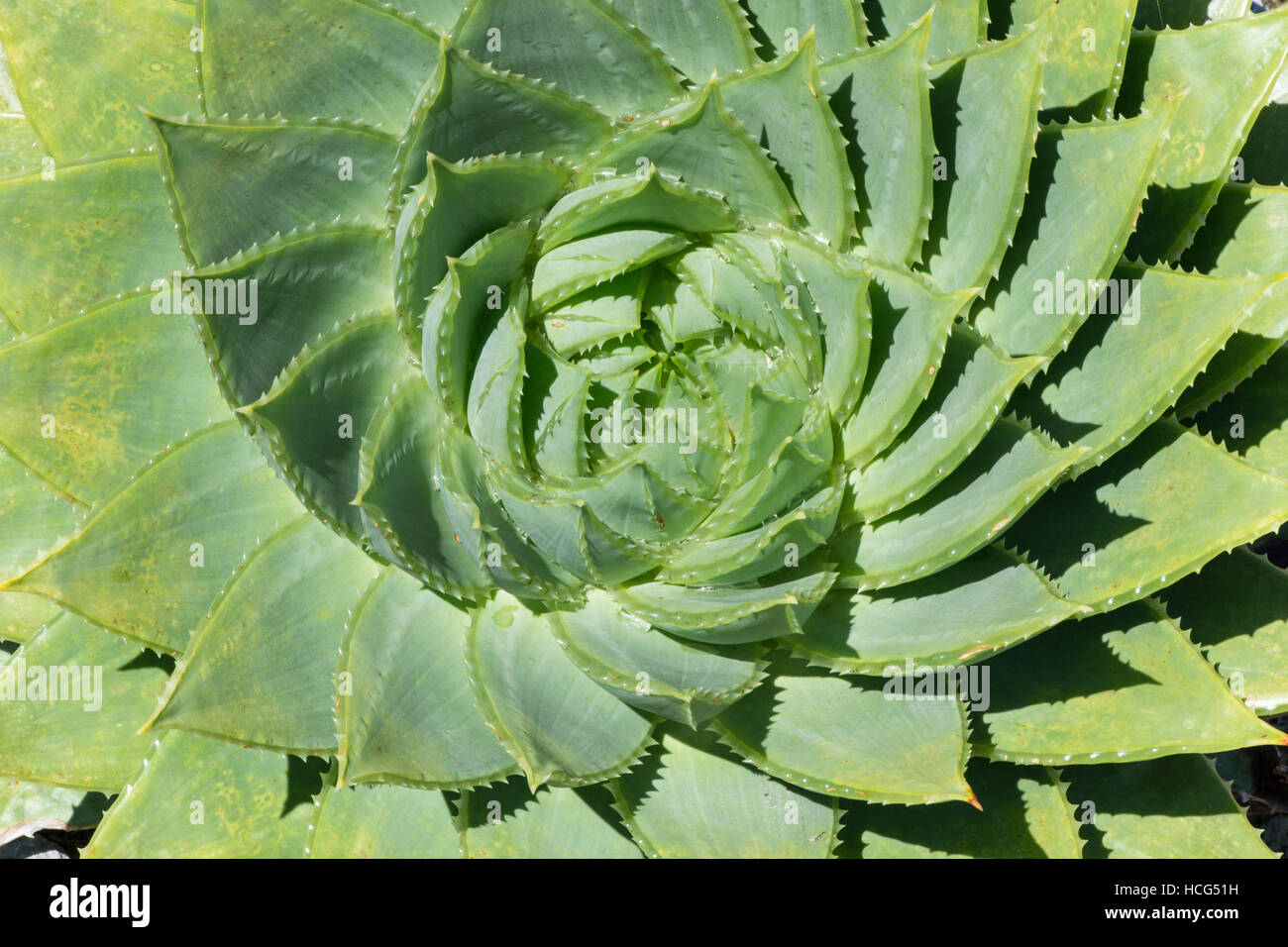 Aloe polyphylla [Spiral aloe] Stock Photo - Alamy