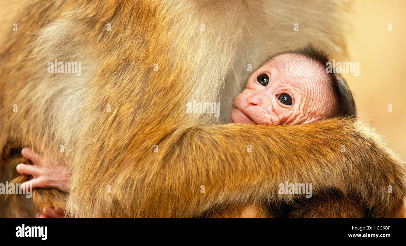 MONKEY KINGDOM, Kip in Maya's arms, 2015. ©Disneynature/courtesy ...