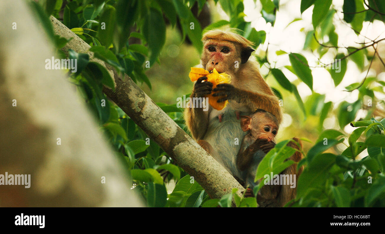 MONKEY KINGDOM, l-r: Maya, Kip, 2015. ©Disneynature/courtesy Everett ...