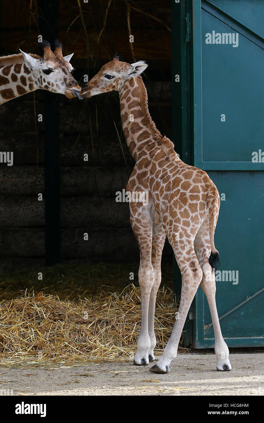 Male half hi-res stock photography and images - Alamy