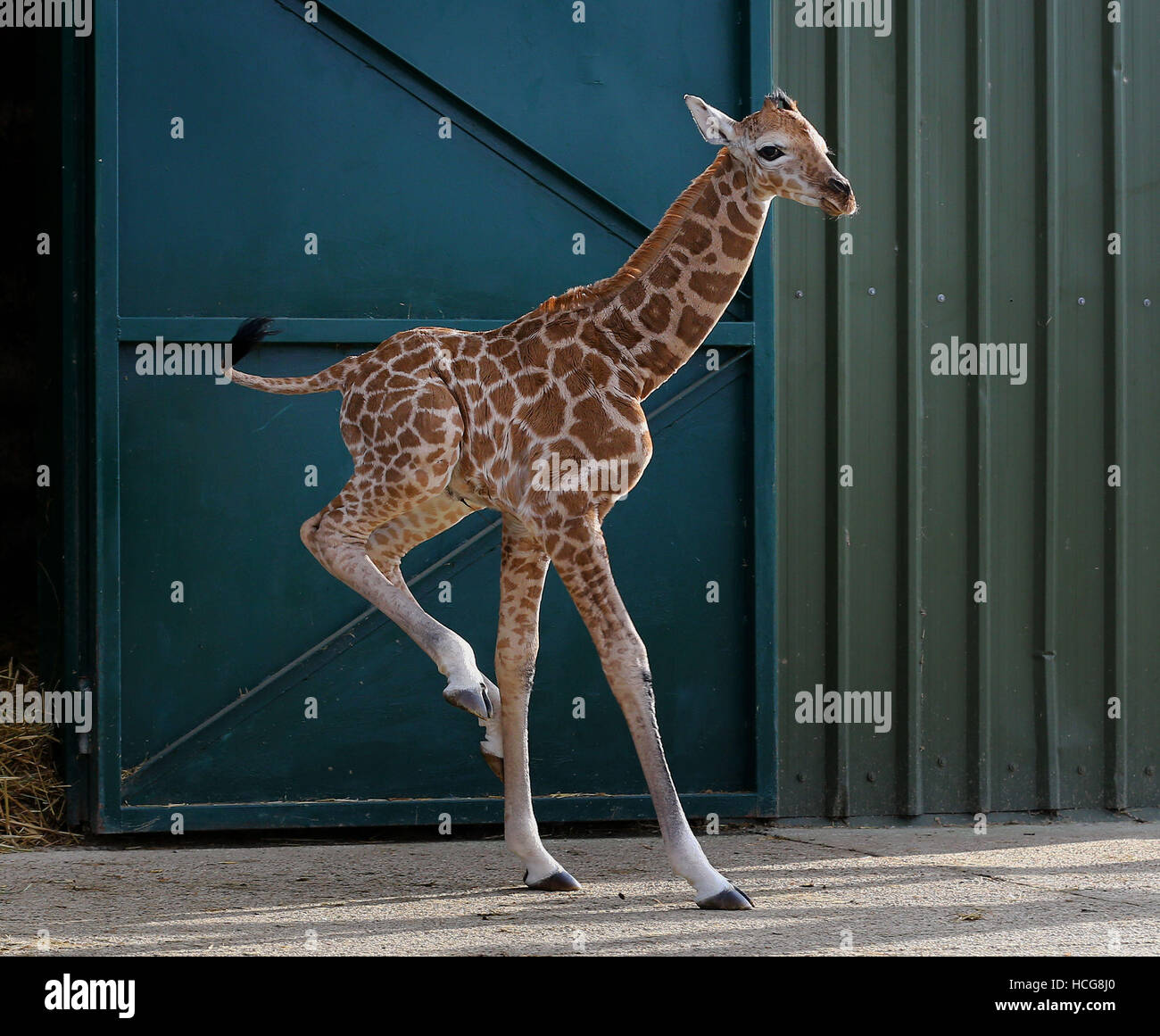 Port lympne wild animal park near ashford in kent hi-res stock ...