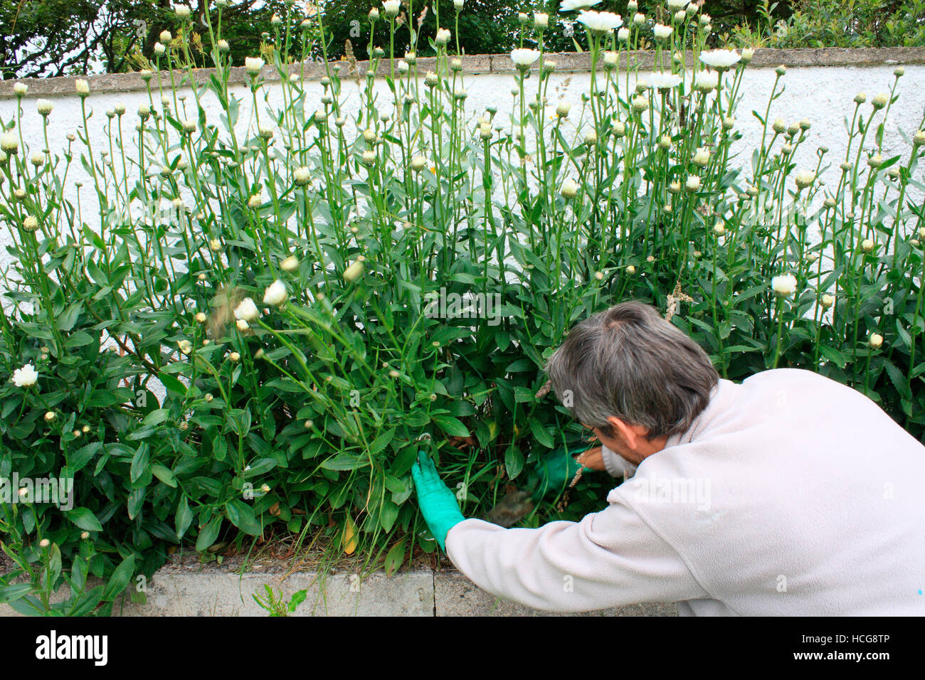 Male weeding in garden Stock Photo - Alamy