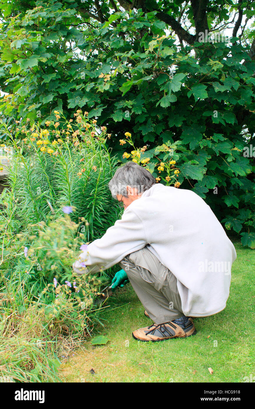 Male weeding in garden Stock Photo - Alamy