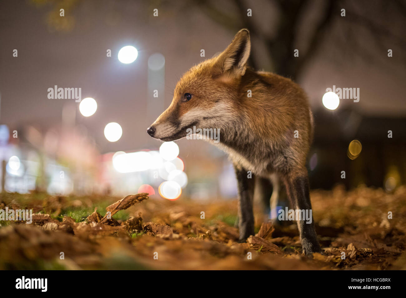 Urban fox at night Stock Photo - Alamy