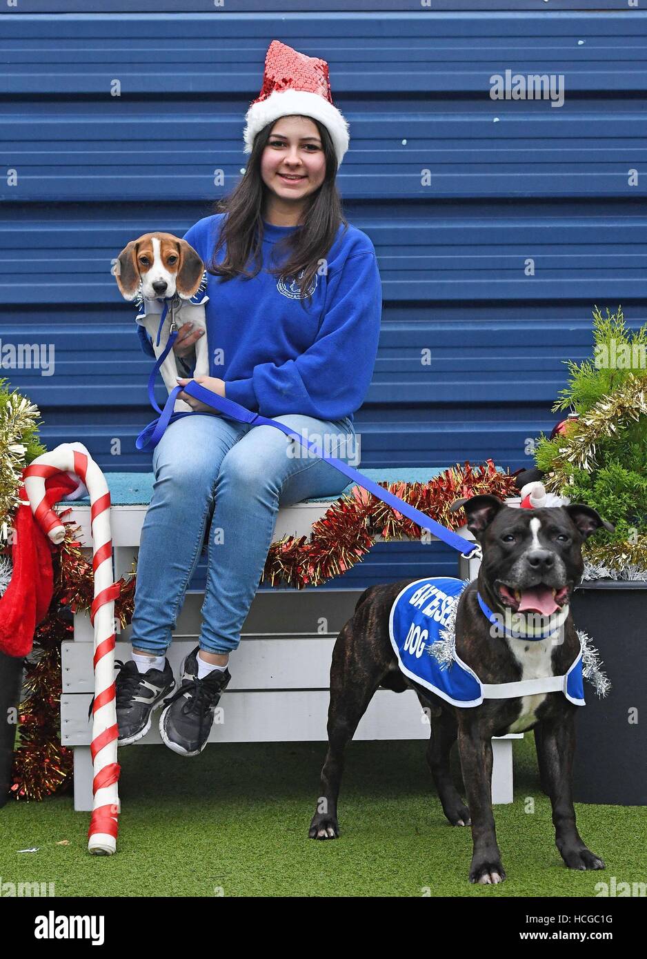 Daisy, a Beagle puppy and Staffordshire Bull Terrier Snoop prepare for ...