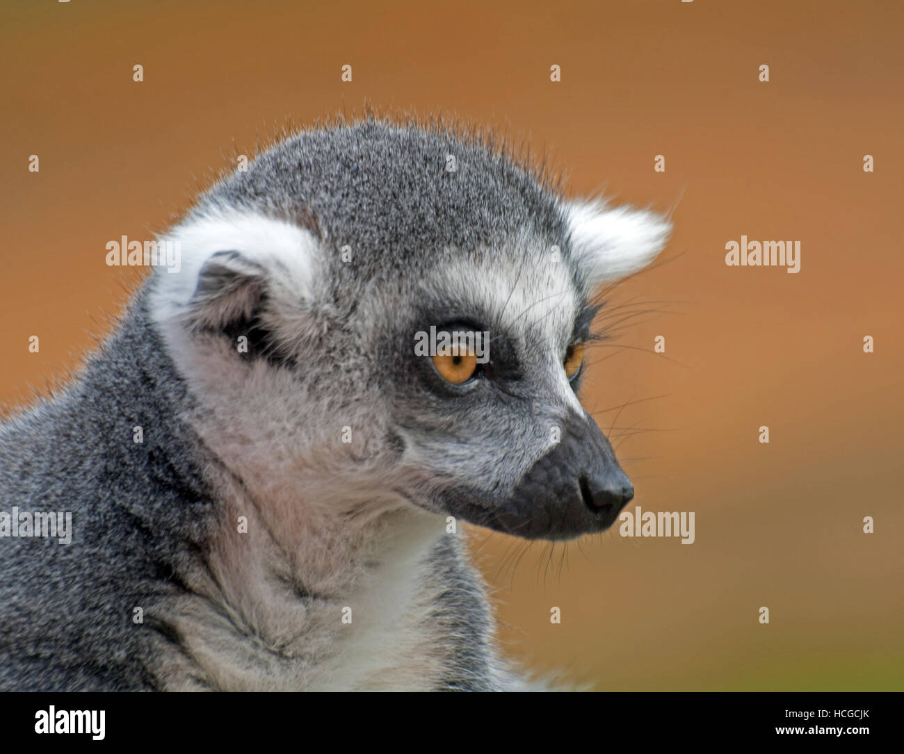 Ring-Tailed Lemur, Head, Lemur Lemur Catta, Madagascar, Captive Stock ...
