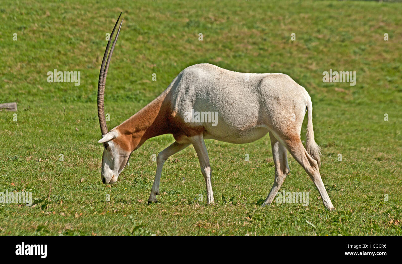 Scimitar horn hi-res stock photography and images - Alamy