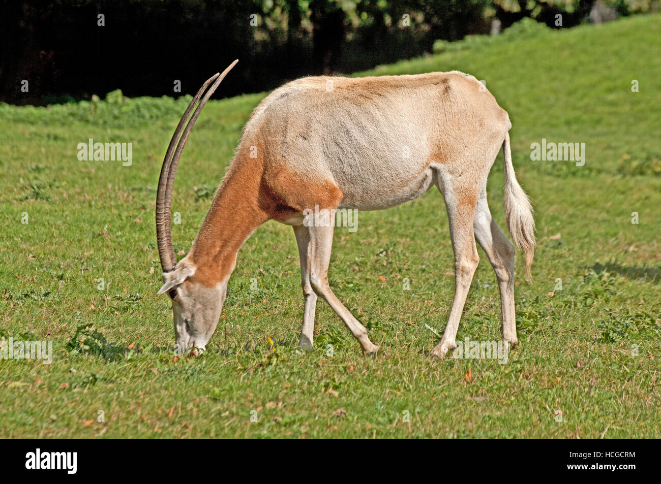 Scimitar Horn High Resolution Stock Photography and Images - Alamy