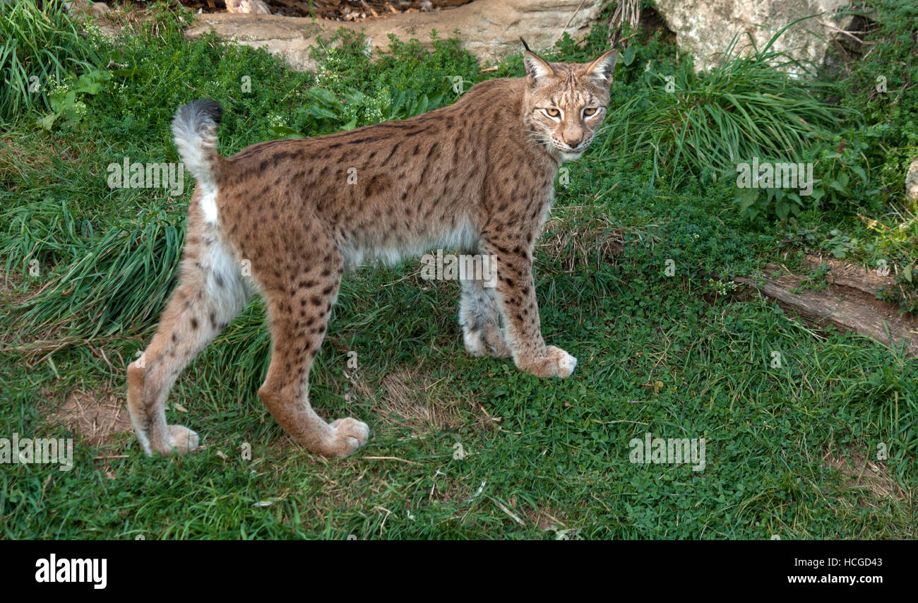Felis Lynx High Resolution Stock Photography and Images - Alamy
