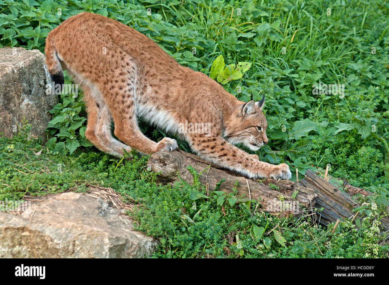 Felis lynx hi-res stock photography and images - Alamy