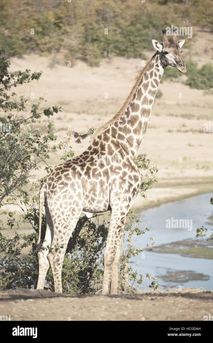 blur in south africa kruger wildlife nature reserve and wild giraffe ...