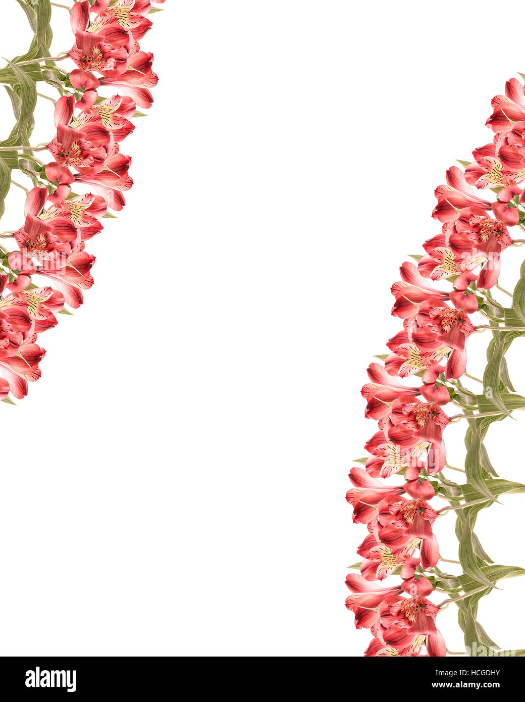 Montage of alstroemaria flowers, isolated on white, with copy space ...