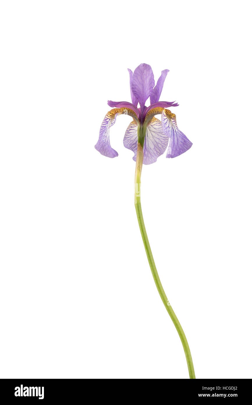 Close up of purple and yellow Siberian iris, isolated on white ...