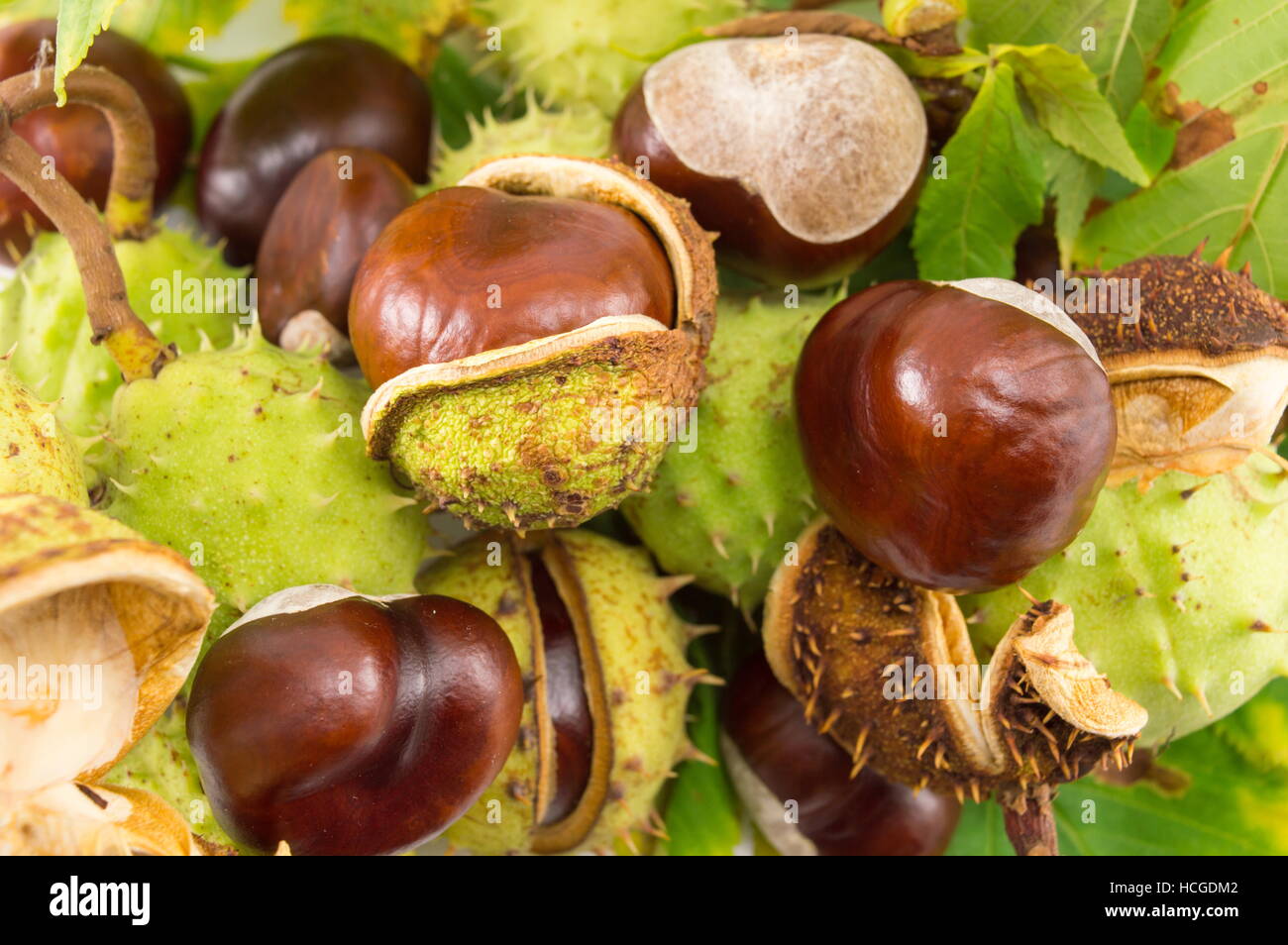Wild chestnuts with leaves on a pile Stock Photo - Alamy