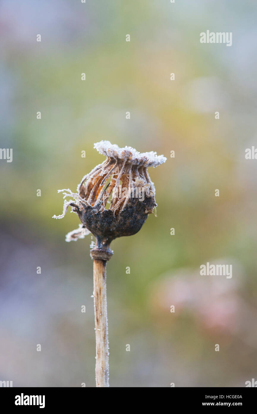 Seed pods in ice hi-res stock photography and images - Alamy