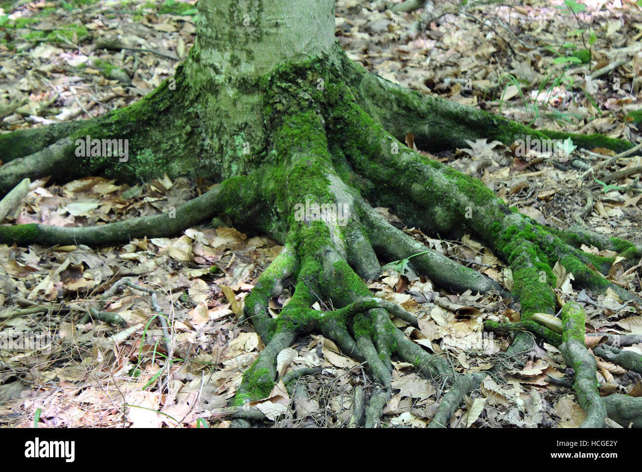 Moss covered tree roots in a forest littered with fallen leaves on ...