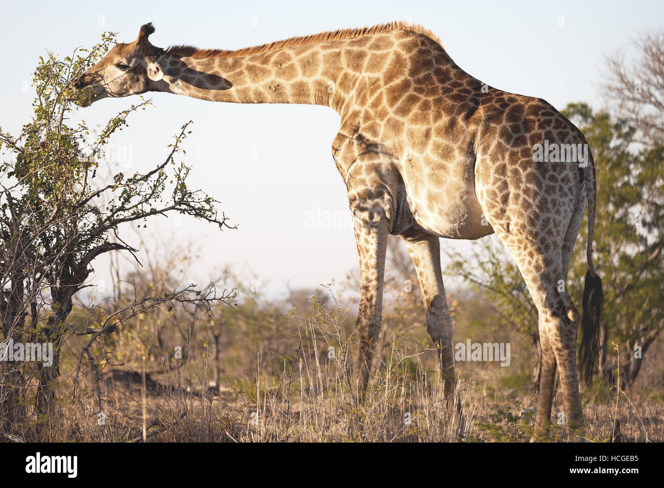 blur in south africa kruger wildlife nature reserve and wild giraffe ...