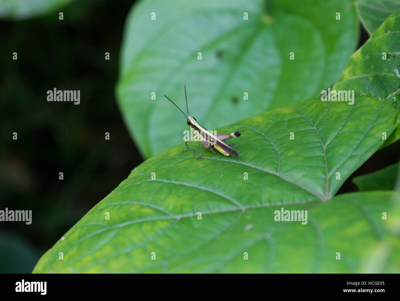 Small Grasshopper Sitting On The Leaf And Ready To Jump Stock Photo - Alamy