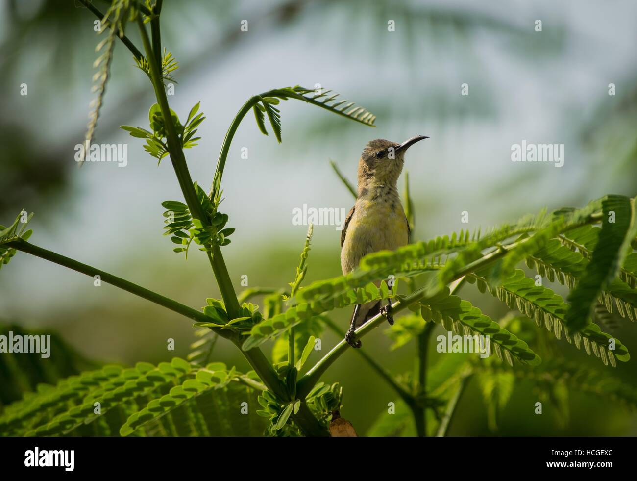 Small Bird Sitting On The Branch Of The Tree Stock Photo - Alamy