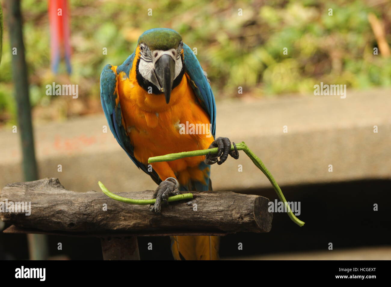 Parrot eating bean Stock Photo - Alamy