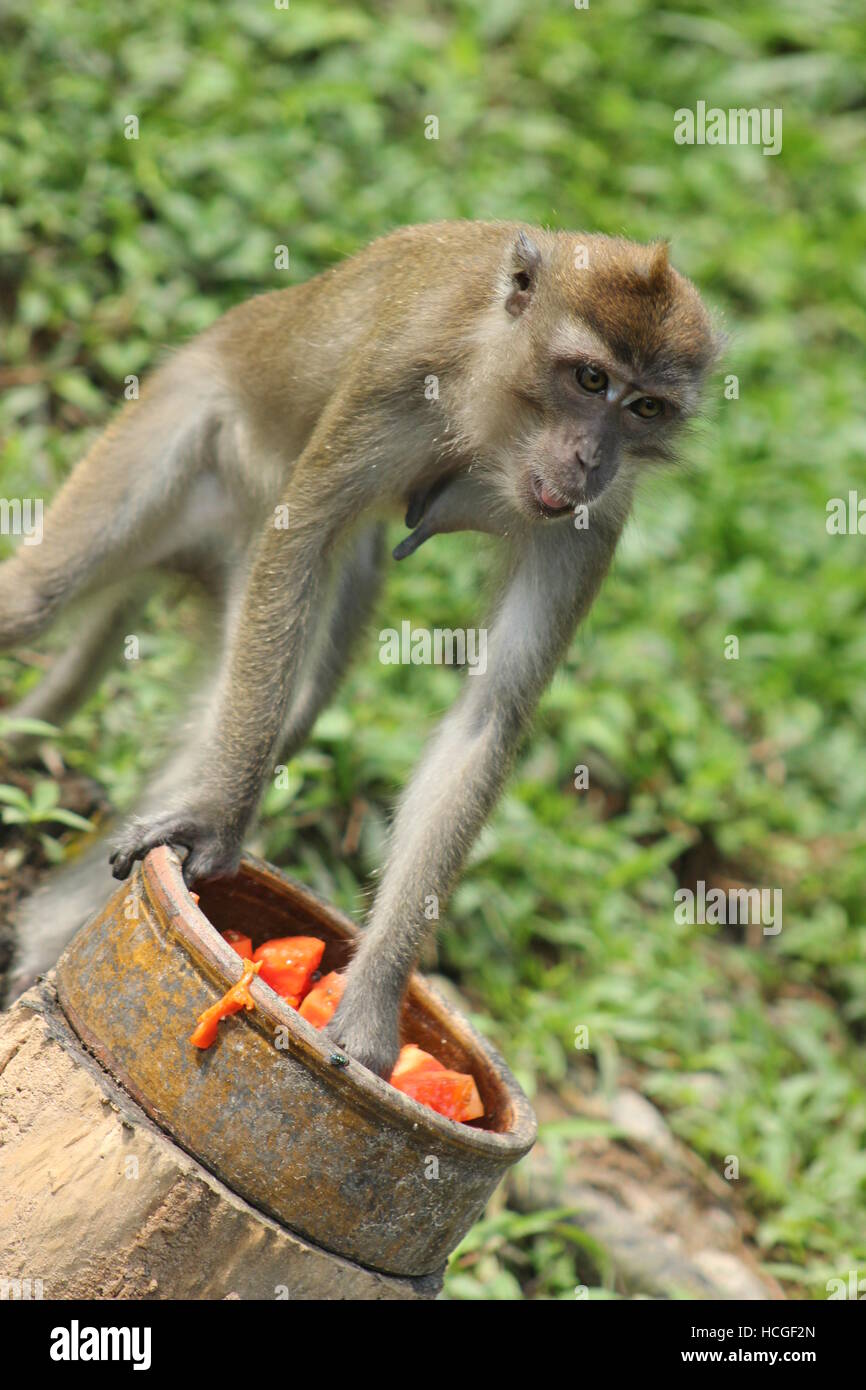 A monkey gorging on the sumptous papaya meal Stock Photo - Alamy