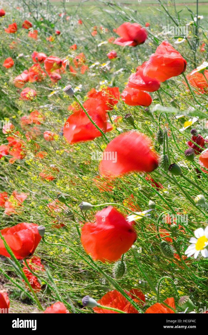 Poppies close hi-res stock photography and images - Alamy